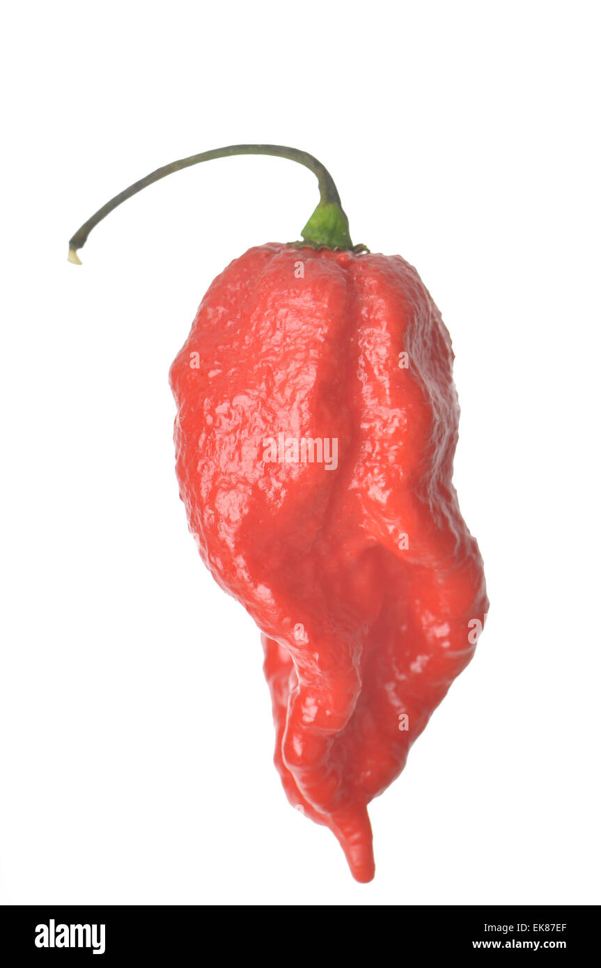 Isolated Trinidad Scorpion Pepper Stock Photo - Alamy