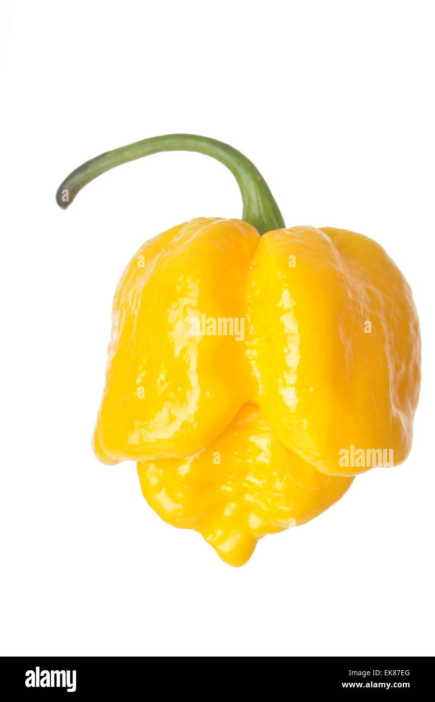 Isolated Yellow 7 Pot Pepper Stock Photo - Alamy