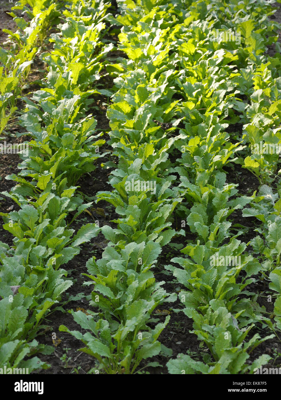 Fall Root Vegetables Stock Photo - Alamy