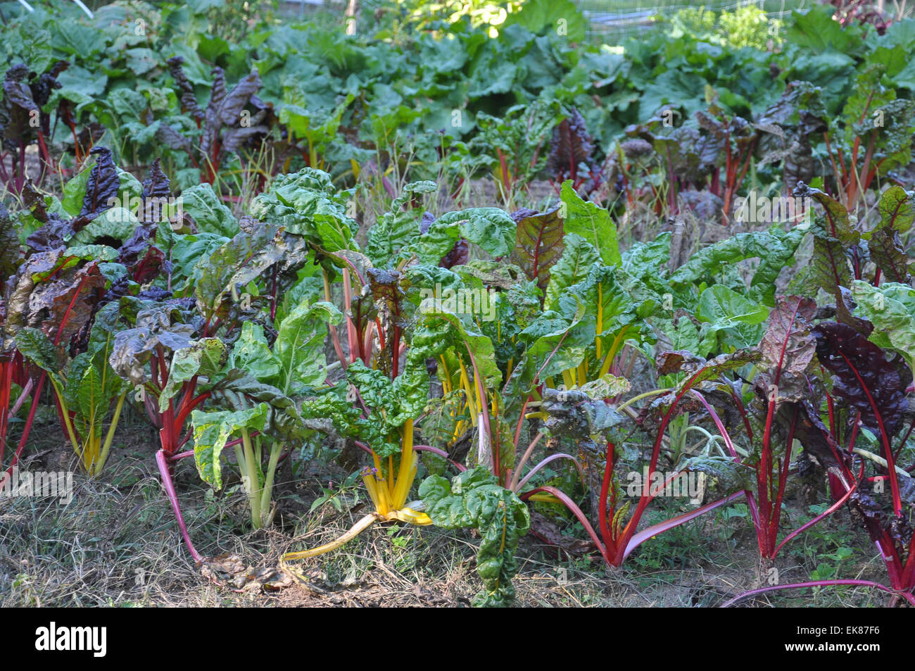 Root vegetables in soil hi-res stock photography and images - Alamy