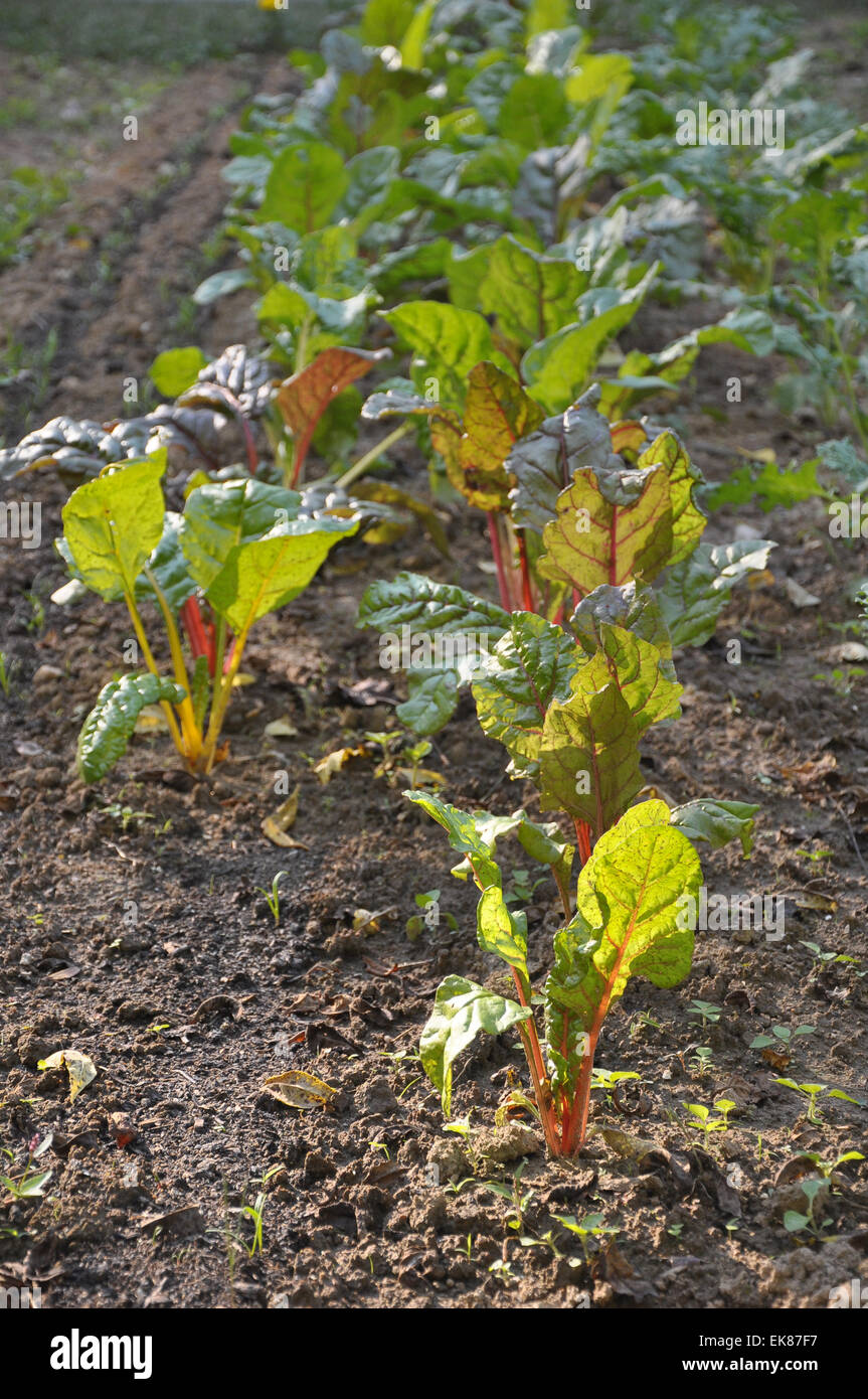 Agricultural landscape in asheville hi-res stock photography and images ...