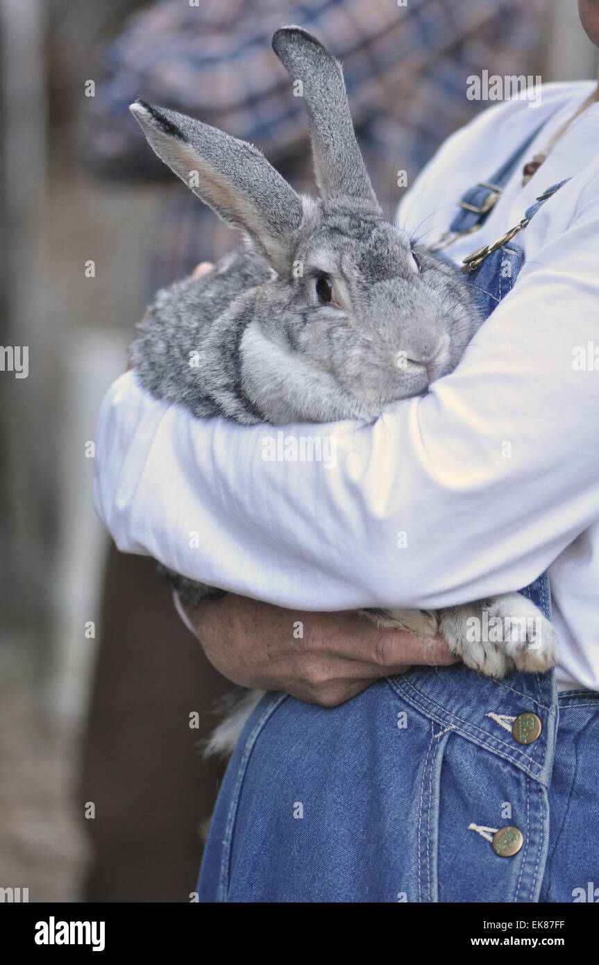 Rodent farm hi-res stock photography and images - Alamy