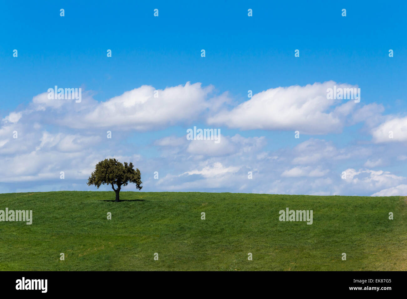 meadow, grass land with tree, blue sky, screen saver computer Stock ...