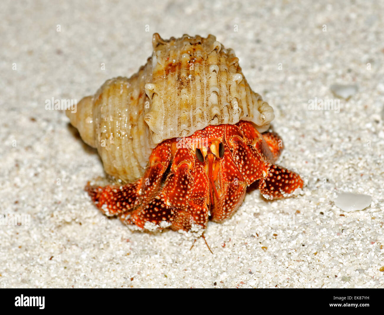 Hermit crab in conch shell hi-res stock photography and images - Alamy