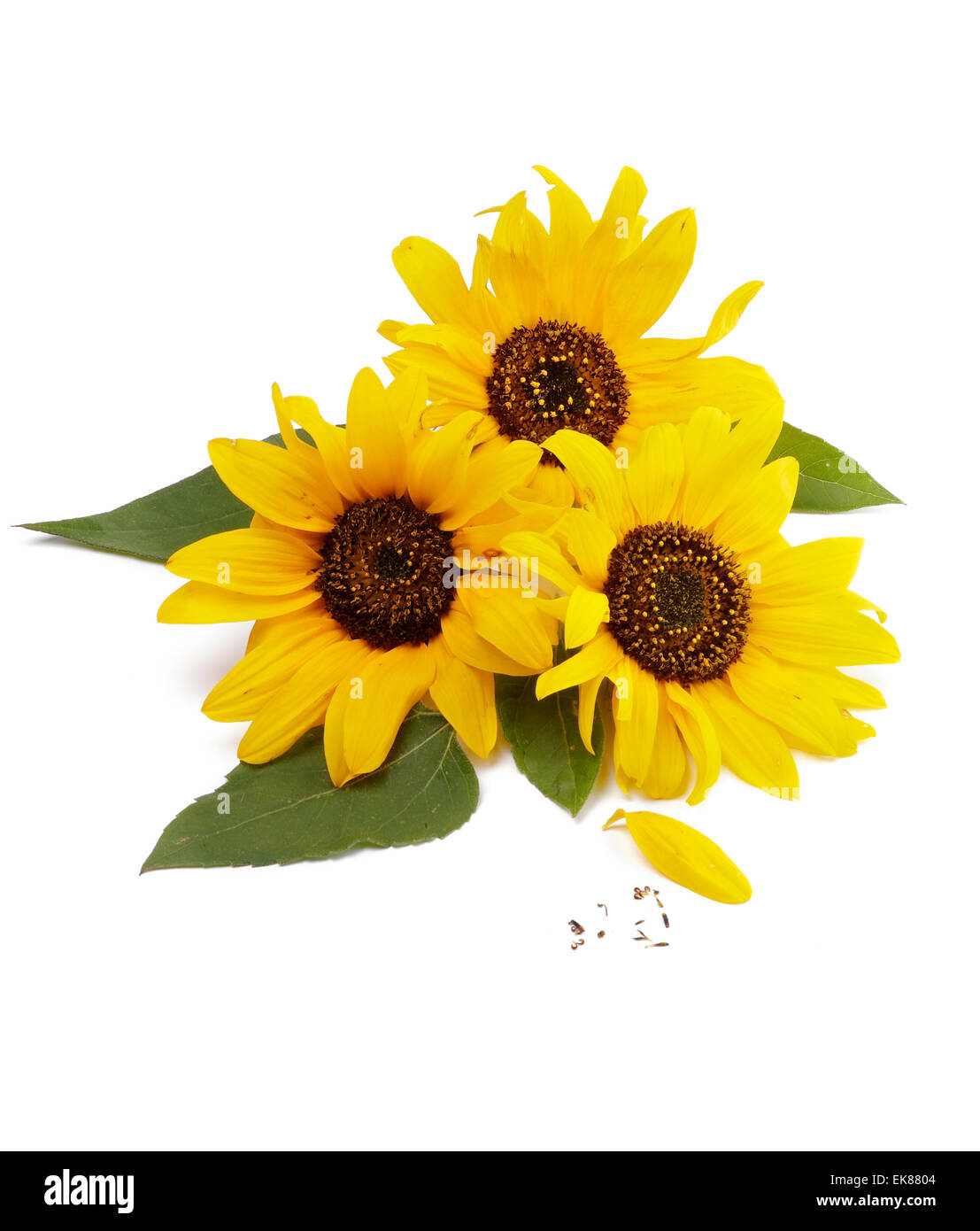 Sunflower stem cross section hi-res stock photography and images - Alamy