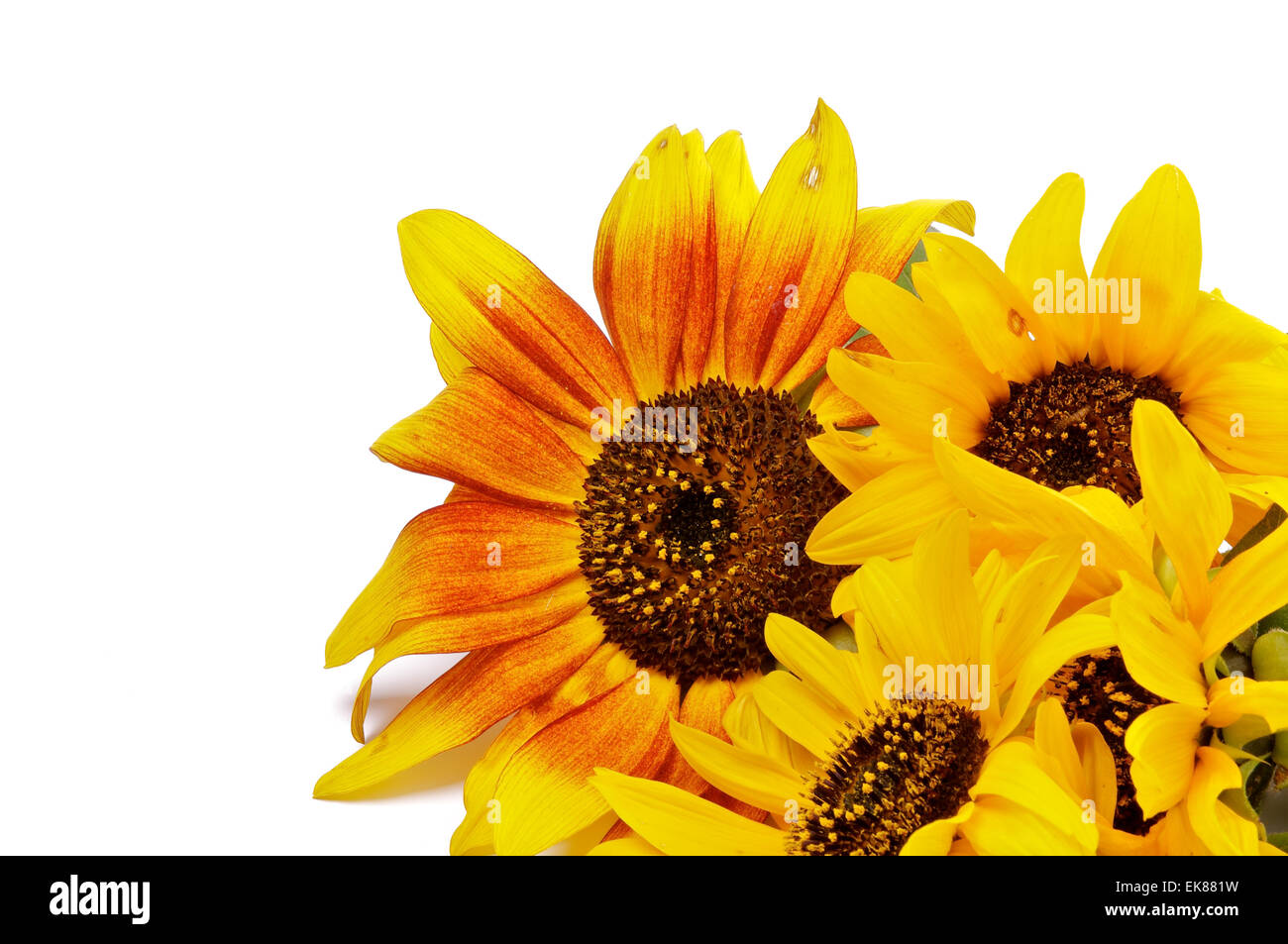Sunflower stem cross section hi-res stock photography and images - Alamy