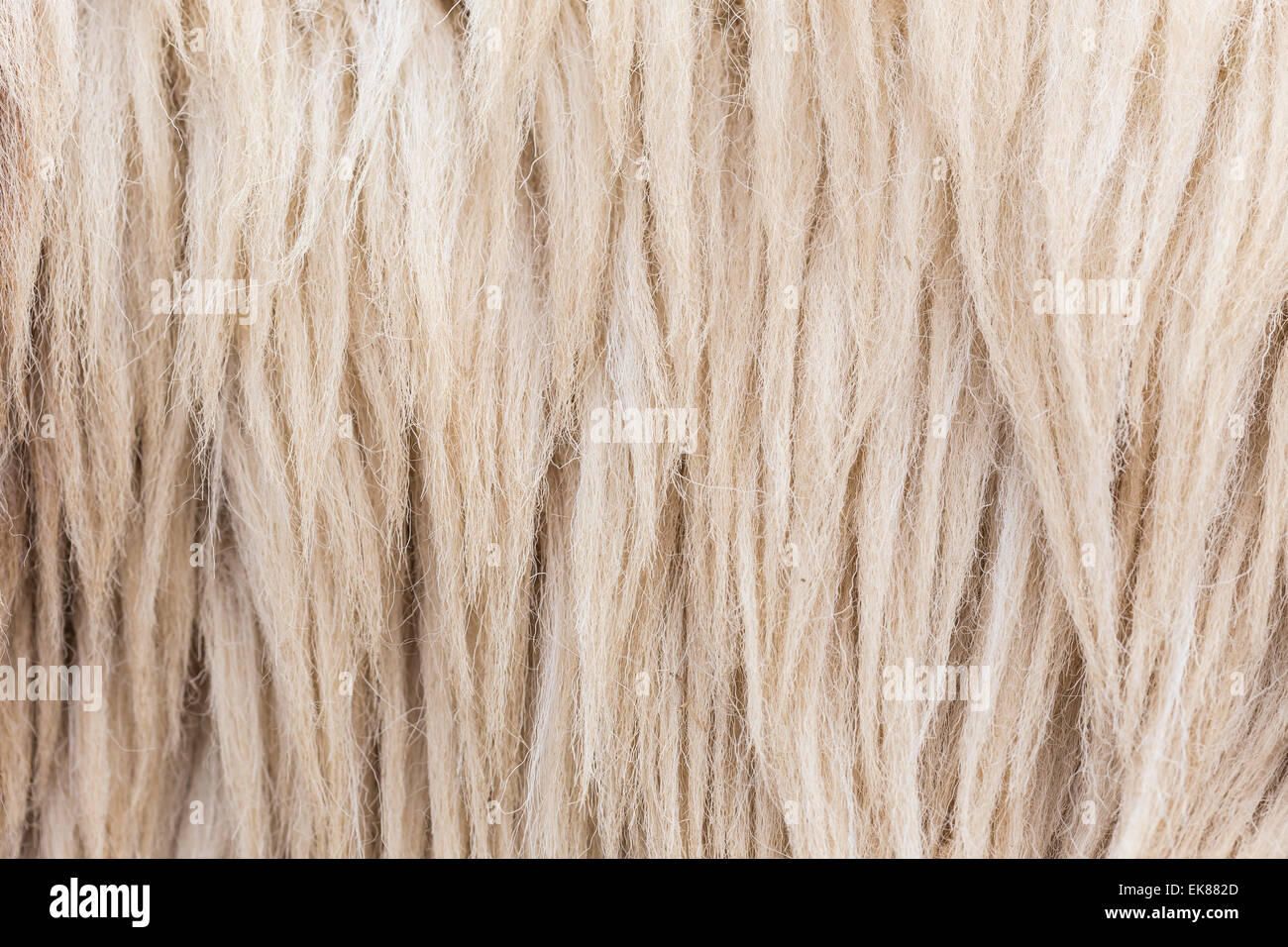 Wool sheep closeup for background Stock Photo - Alamy