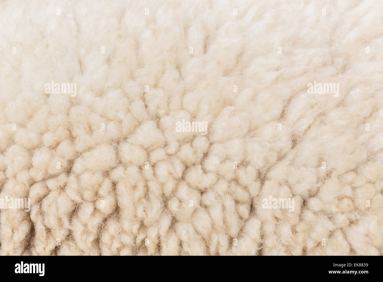 Wool sheep closeup for background Stock Photo - Alamy