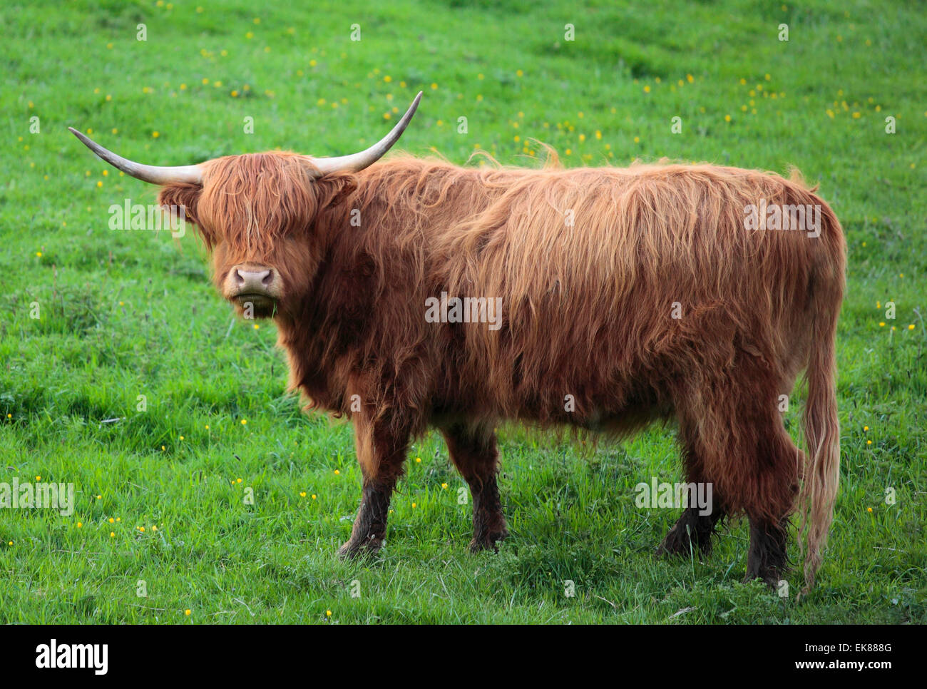 Highland Cow, Highlands, Scotland, Europe Stock Photo - Alamy