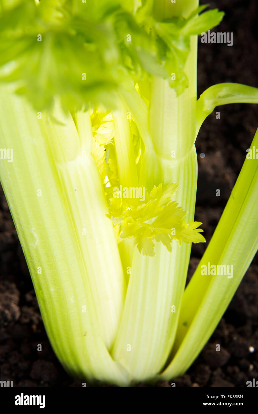 Bunch celery hi-res stock photography and images - Alamy