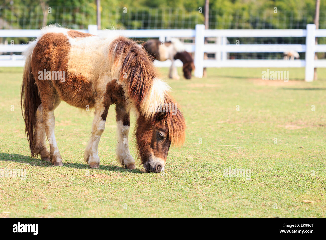 Horses in the field Stock Photo - Alamy