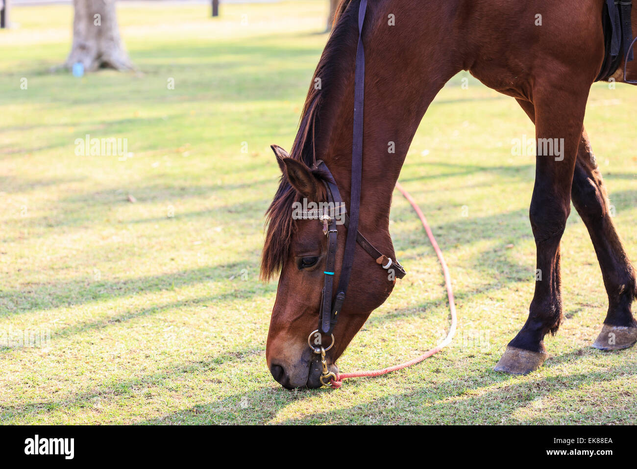 Horses in the field Stock Photo - Alamy