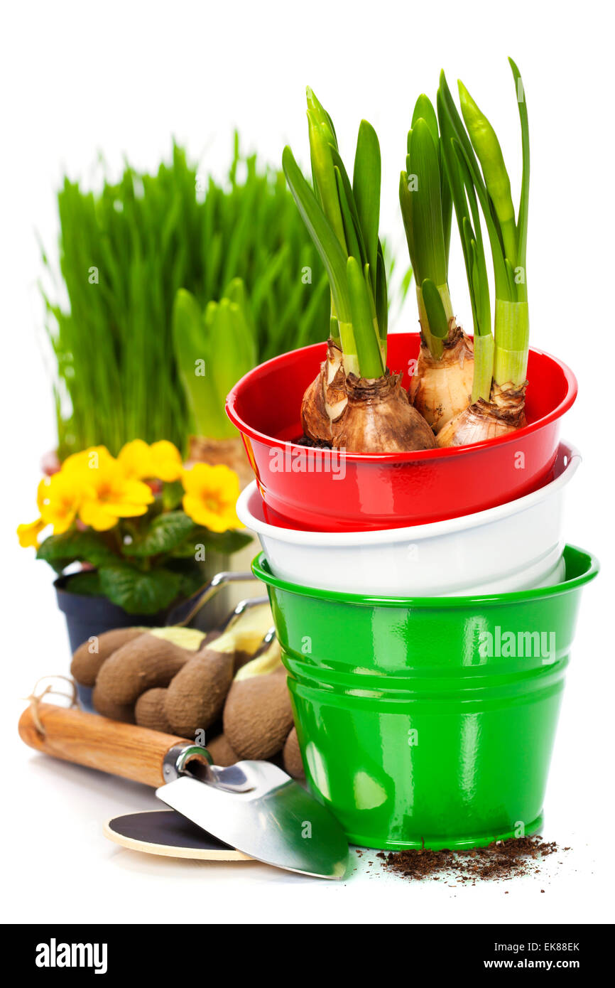 Daffodils garden spring Cut Out Stock Images & Pictures - Alamy