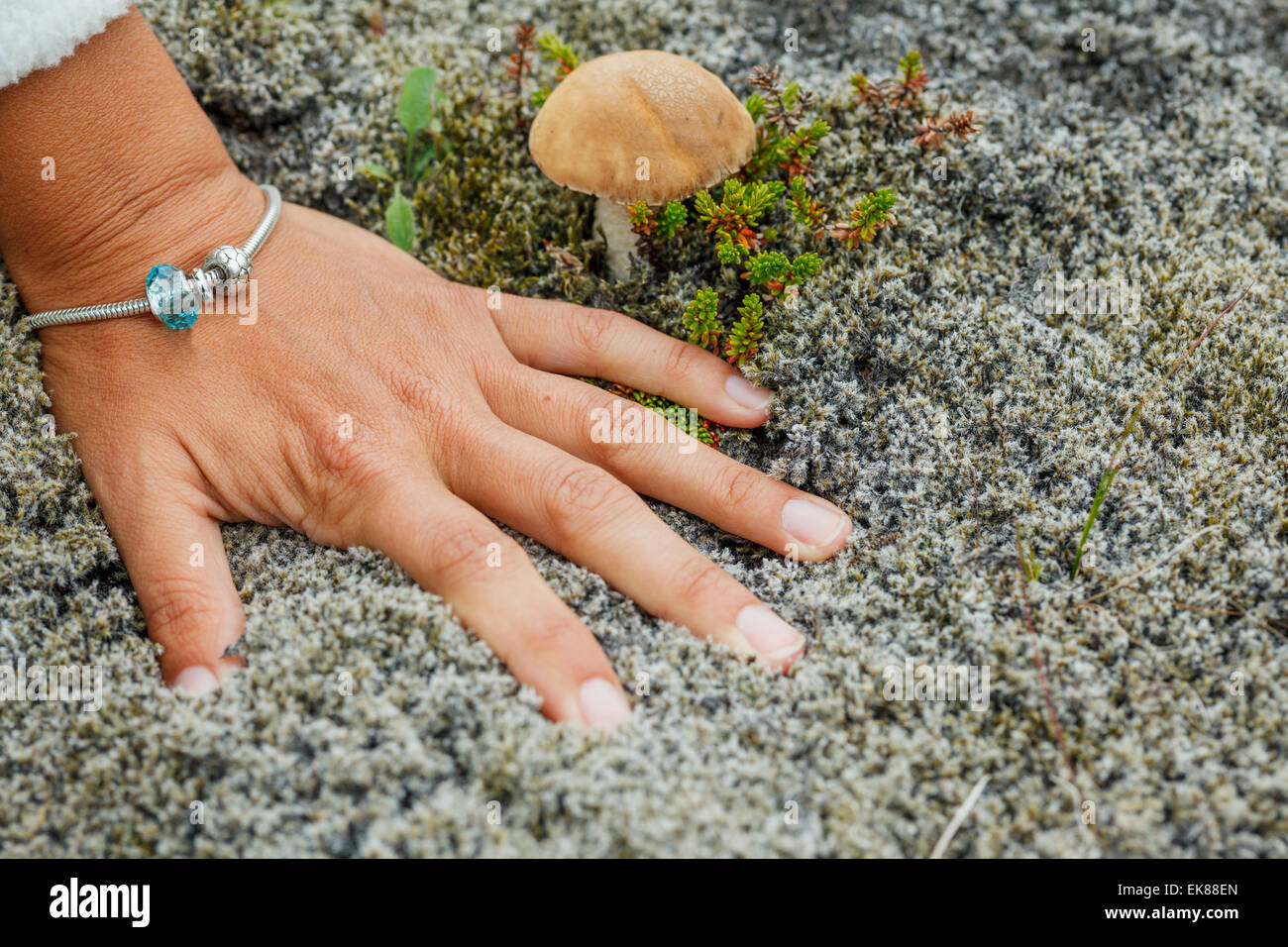 White fungus hi-res stock photography and images - Alamy