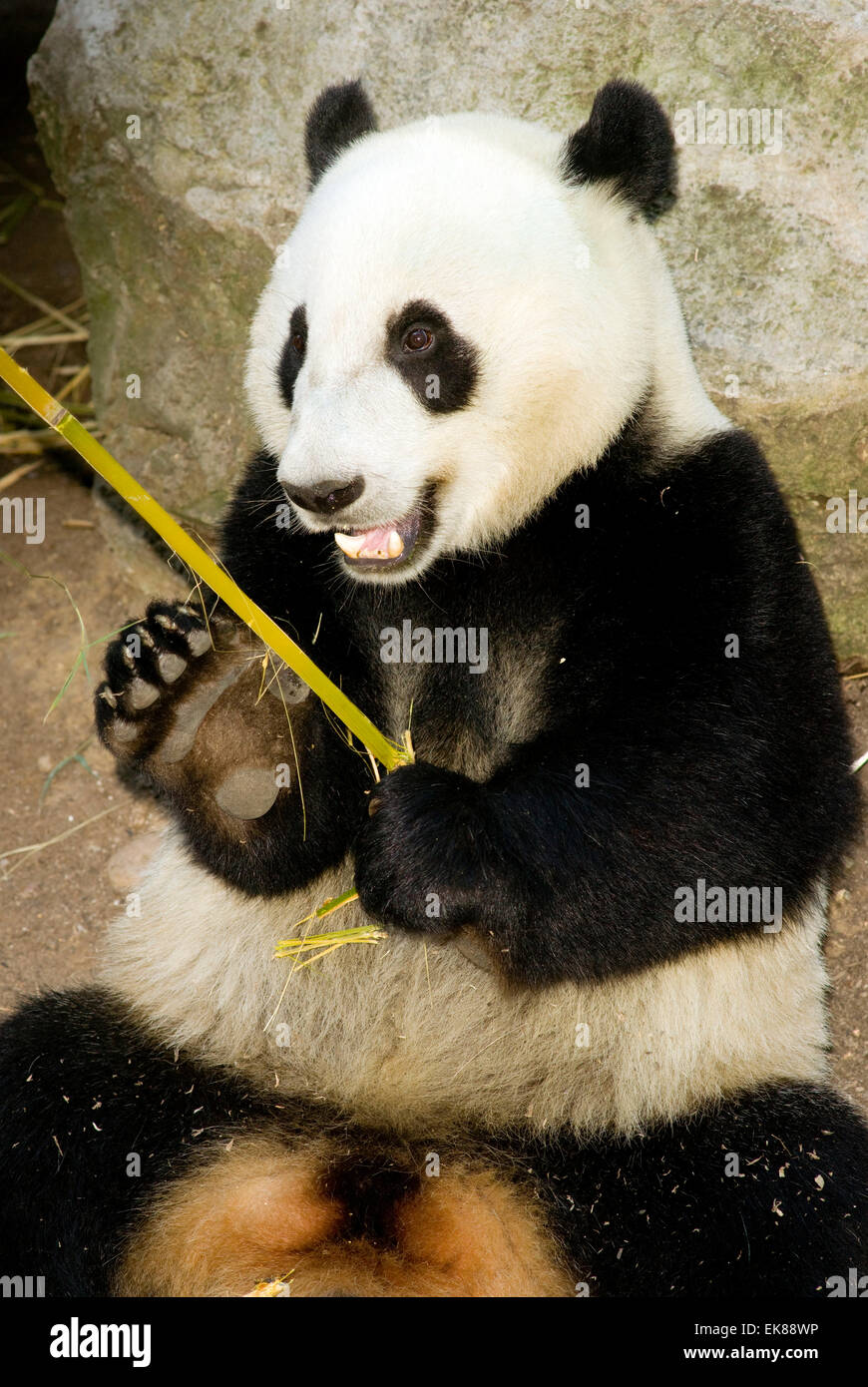 Panda Eats Regular Diet of Bamboo Shoots Stock Photo - Alamy