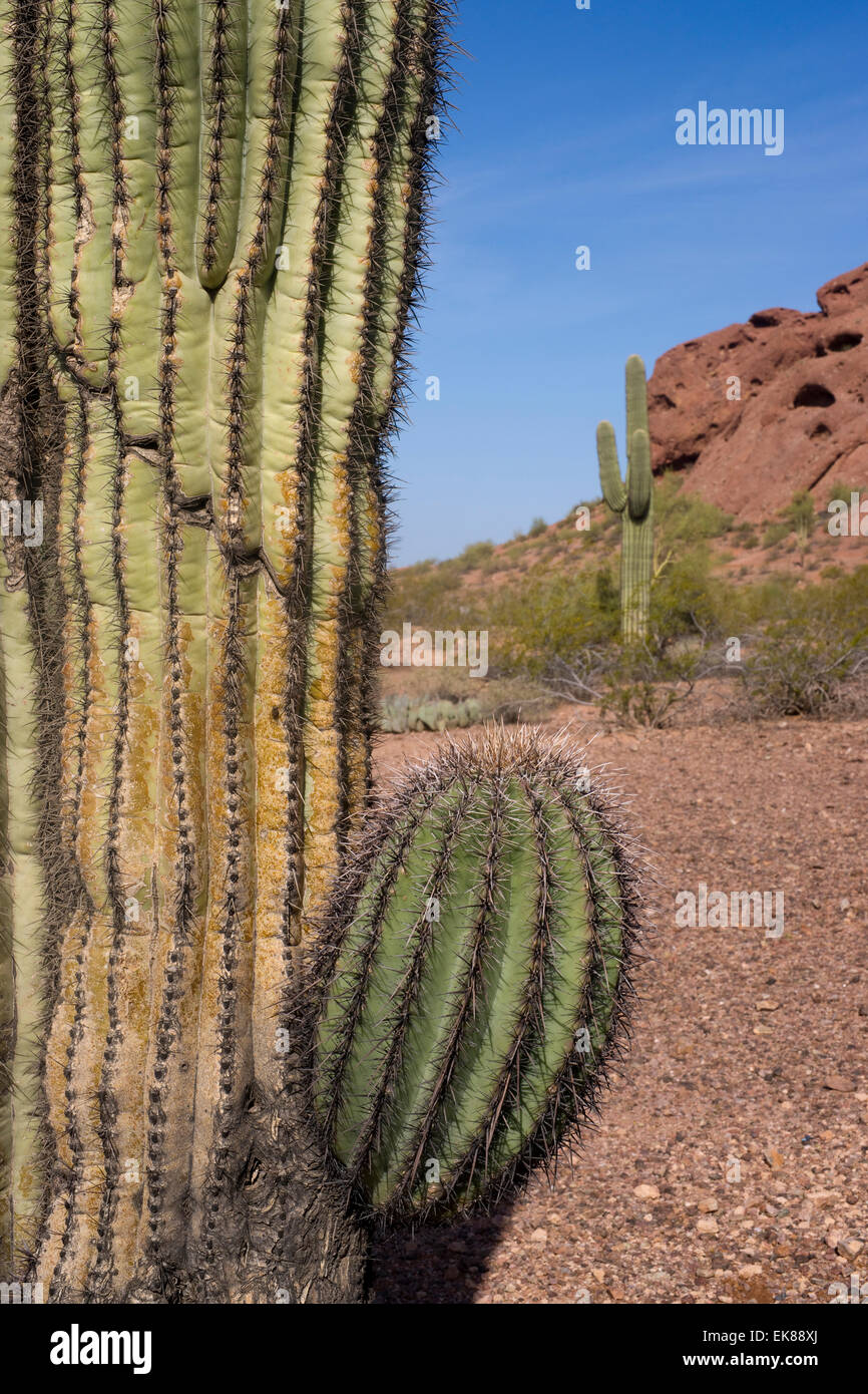 Arizona Desert Landscape Red Rocks with Cactus Stock Photo - Alamy