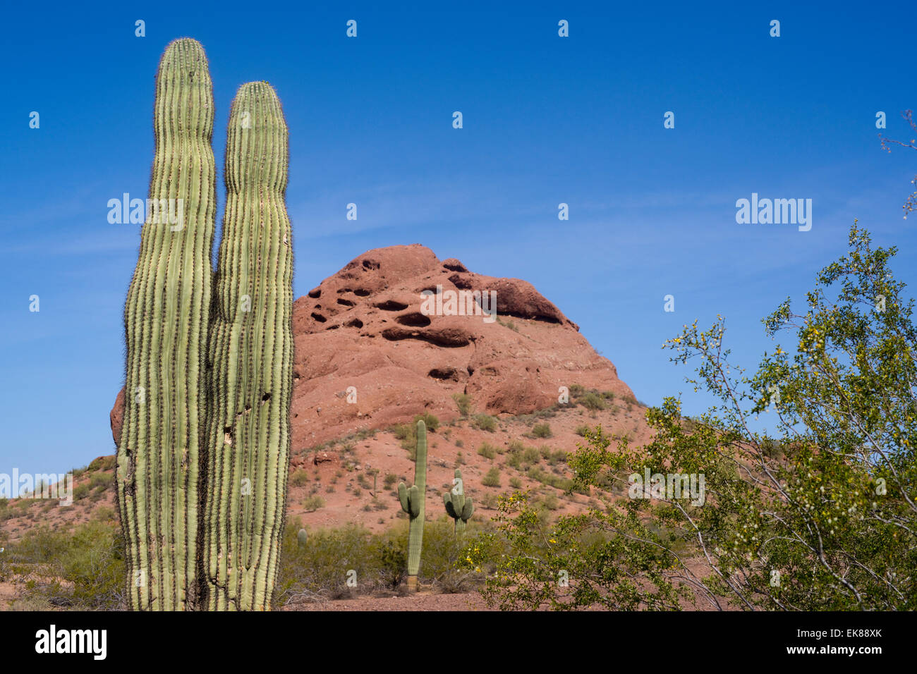 Arizona Desert Landscape Red Rocks with Cactus Stock Photo - Alamy
