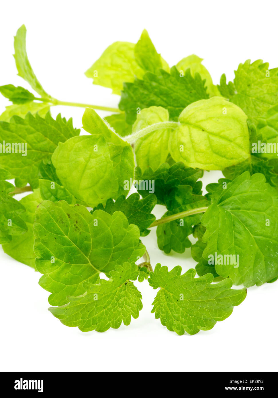Mint and Lemon Balm Stock Photo - Alamy