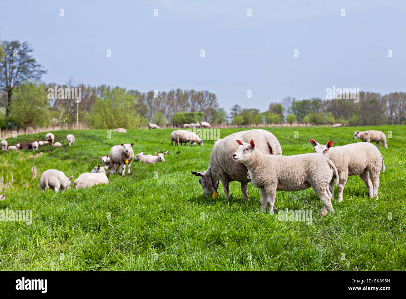 sheep standing in a field Stock Photo - Alamy