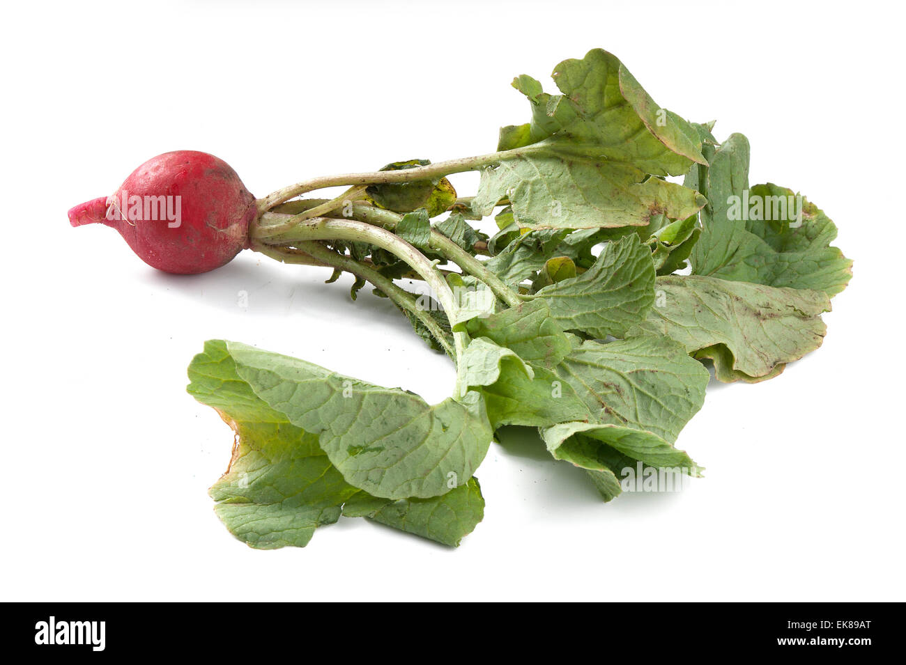 Radish red hi-res stock photography and images - Alamy