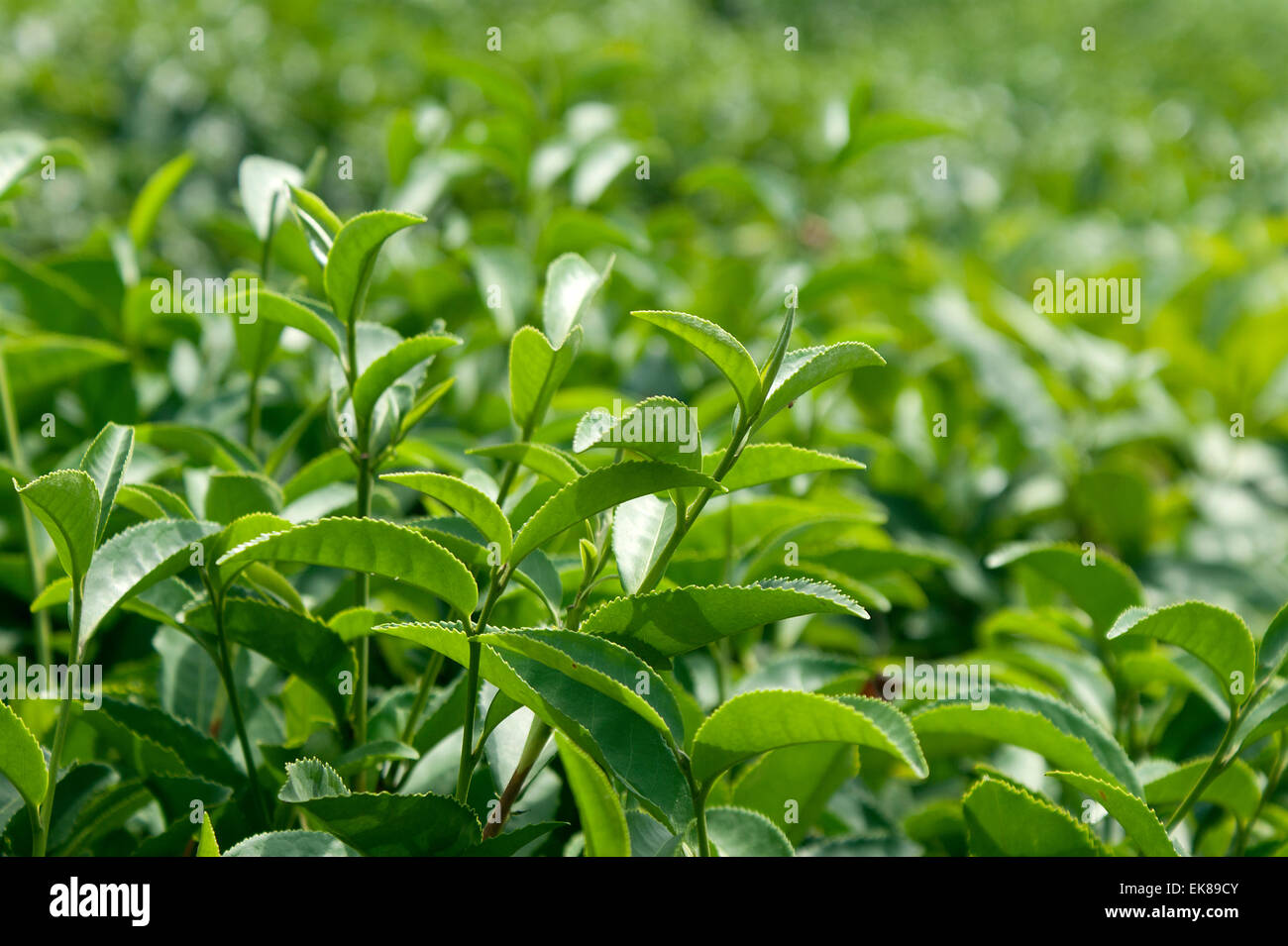 Flora tea hi-res stock photography and images - Alamy