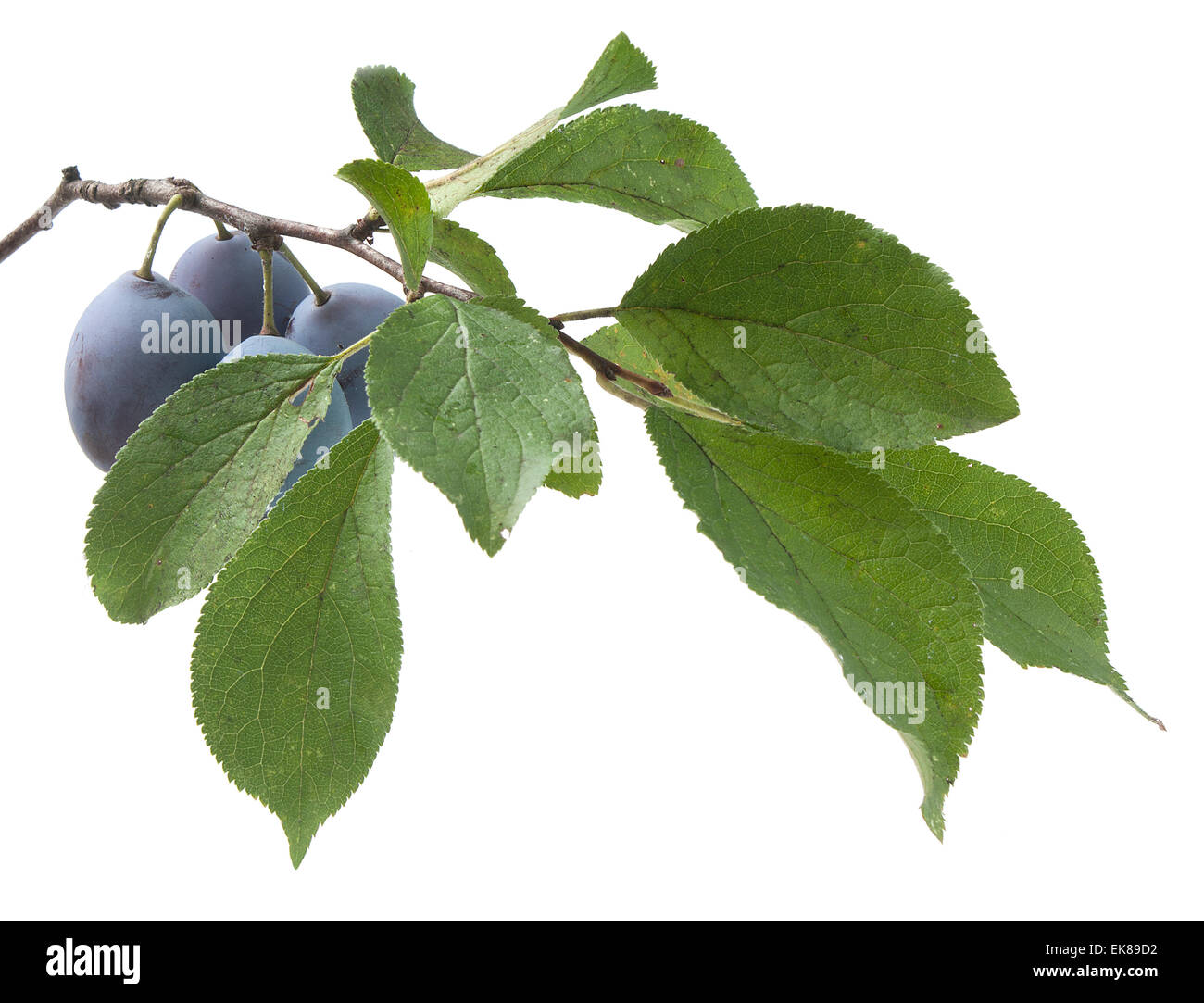 Branch of plum Stock Photo - Alamy