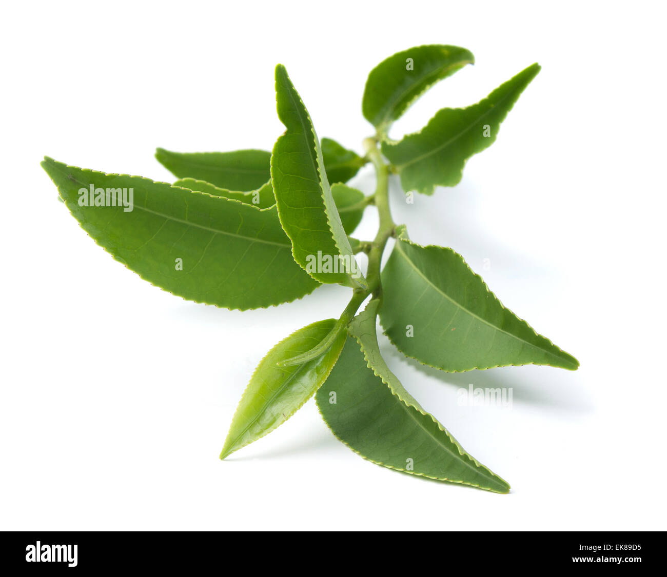 Branch drink hi-res stock photography and images - Alamy