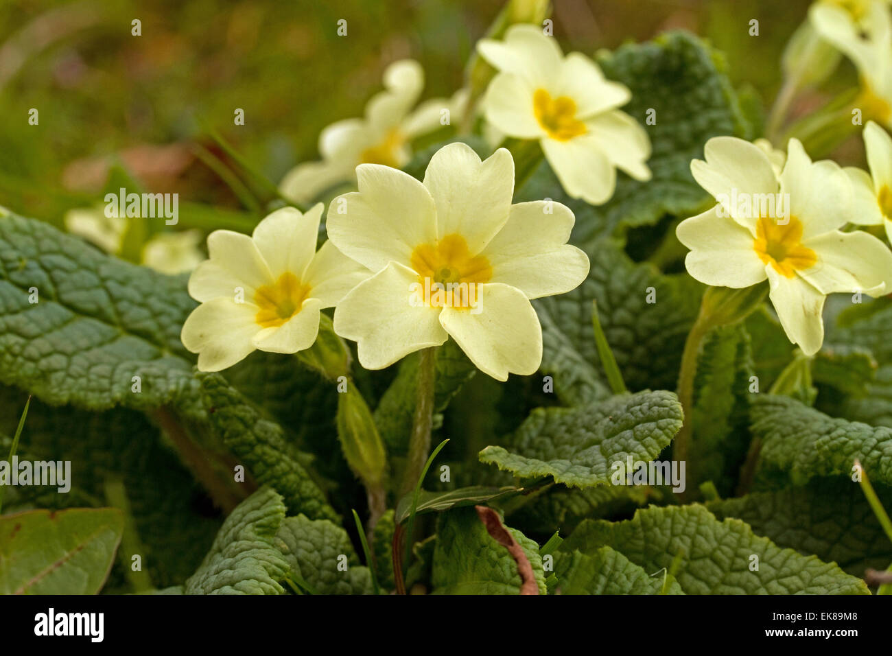 Primrose, Primula vulgaris during early spring Stock Photo - Alamy