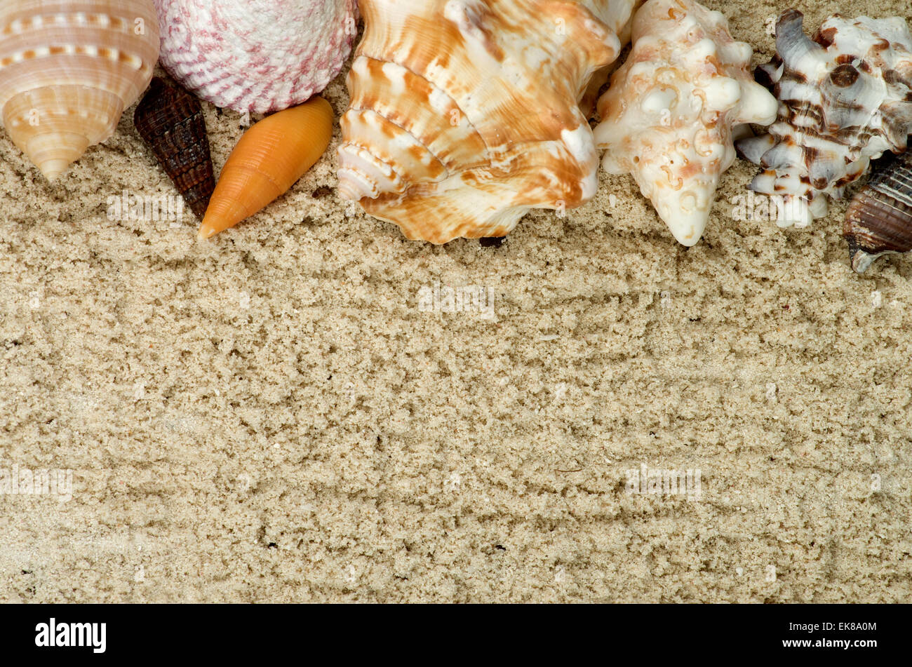 Frame of Conch Sea Shell Stock Photo - Alamy