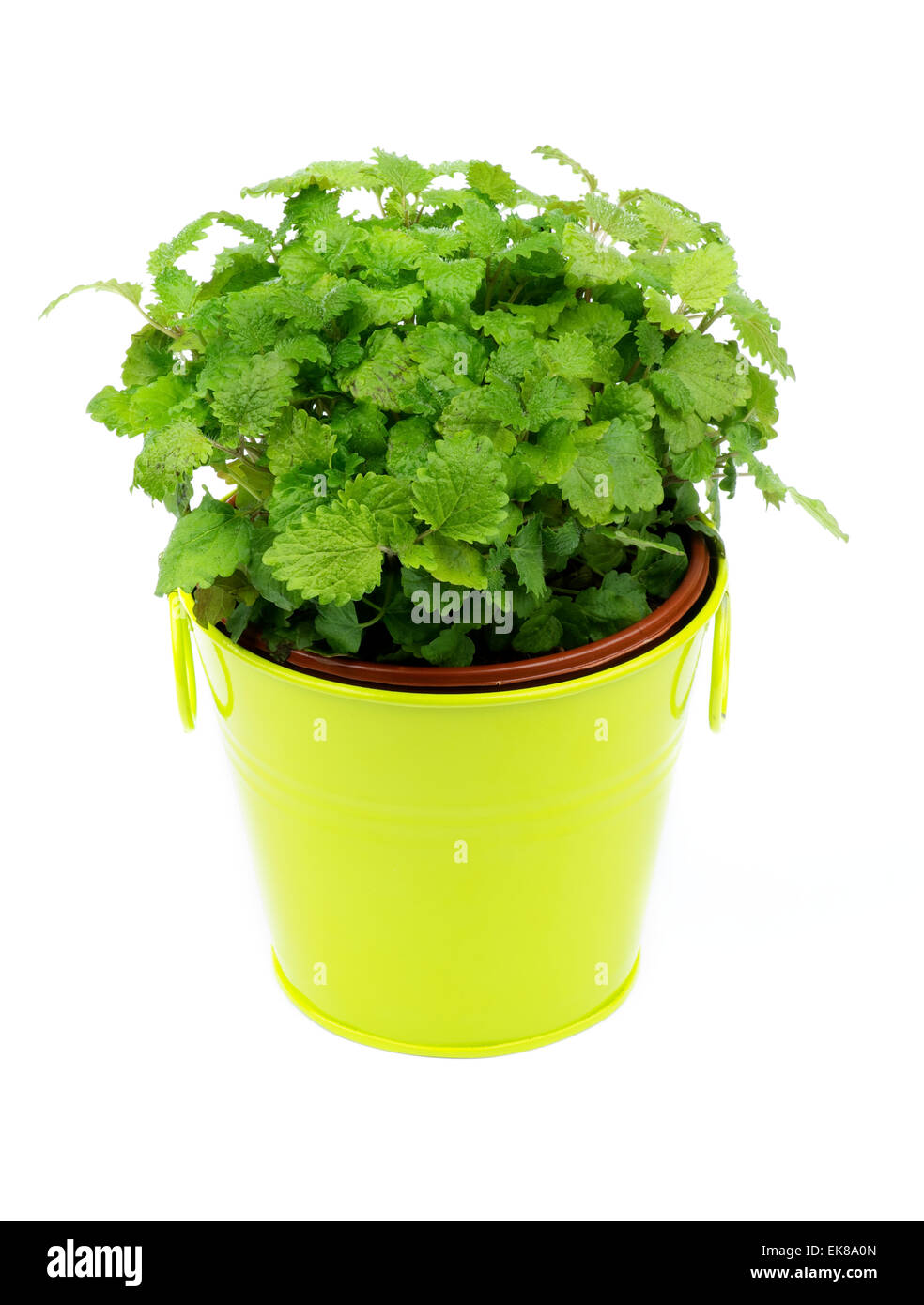 Lemon balm in the garden Cut Out Stock Images & Pictures - Alamy