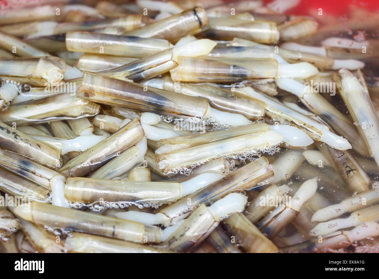 Razor clams isolated hi-res stock photography and images - Alamy