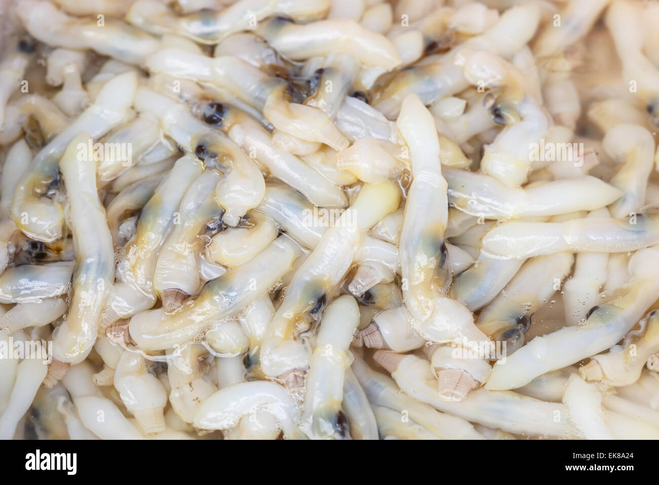 Close up Razor clam Stock Photo - Alamy