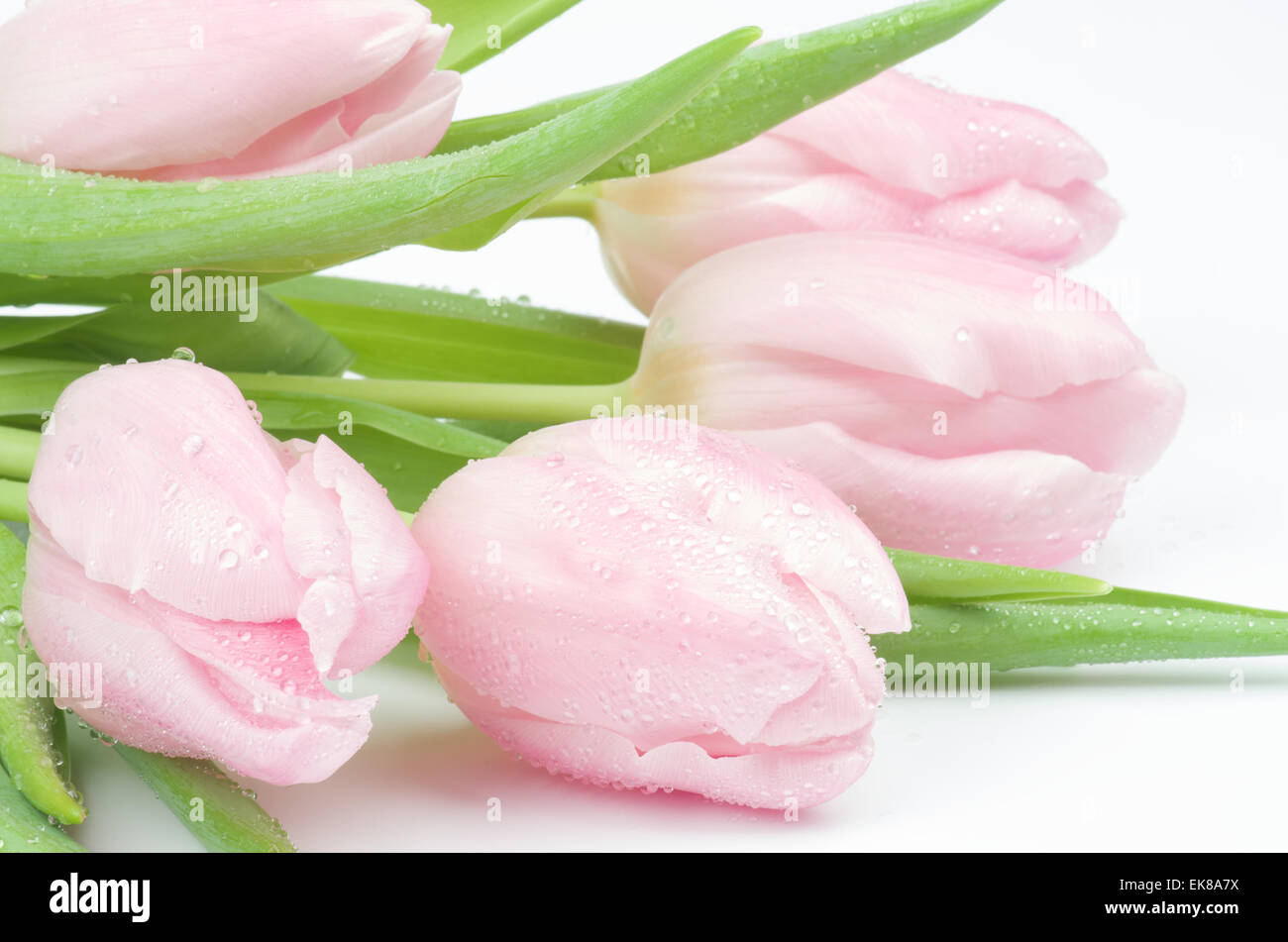 Five spring flowers hi-res stock photography and images - Alamy
