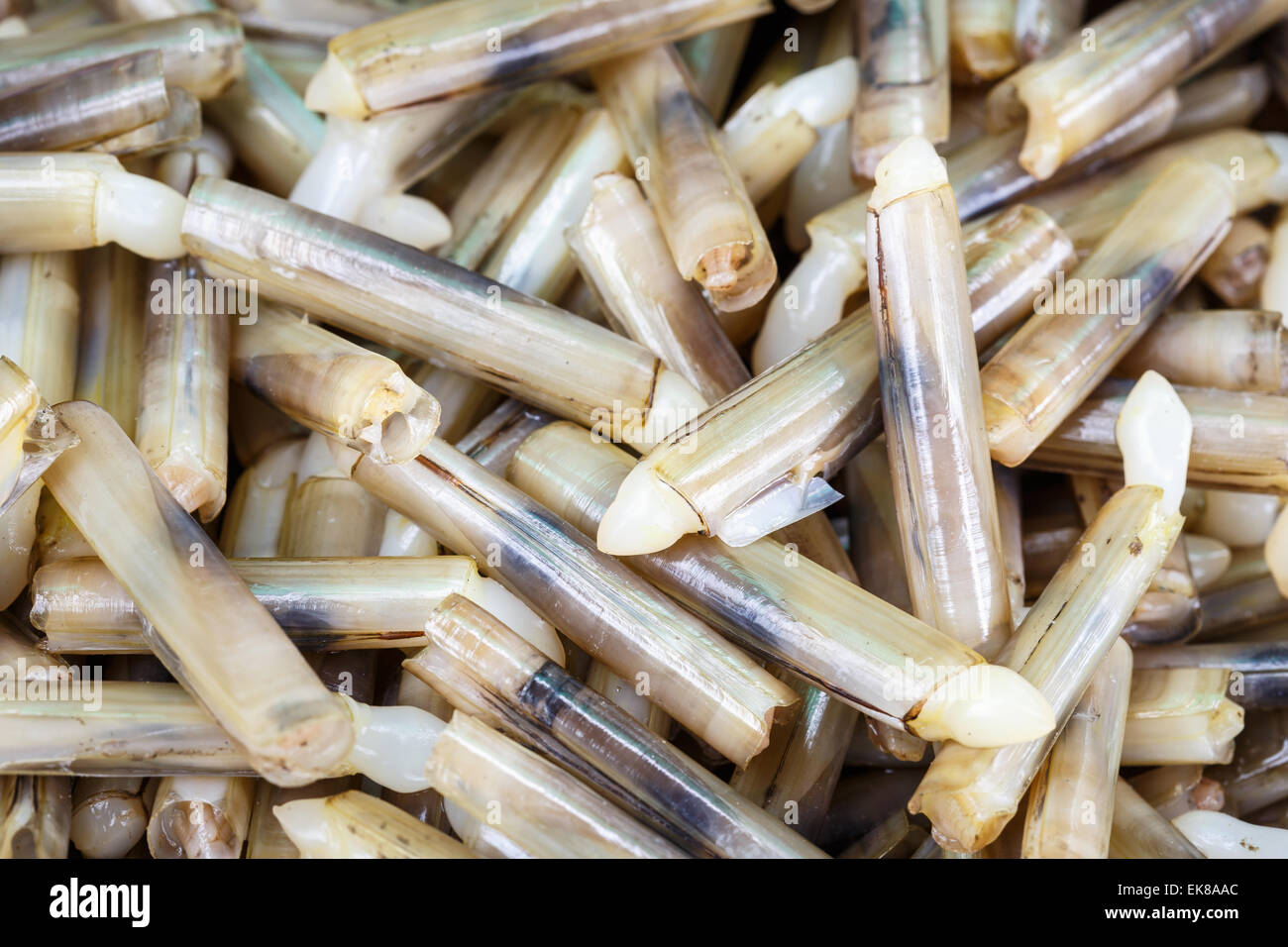 Close up Razor clam Stock Photo - Alamy