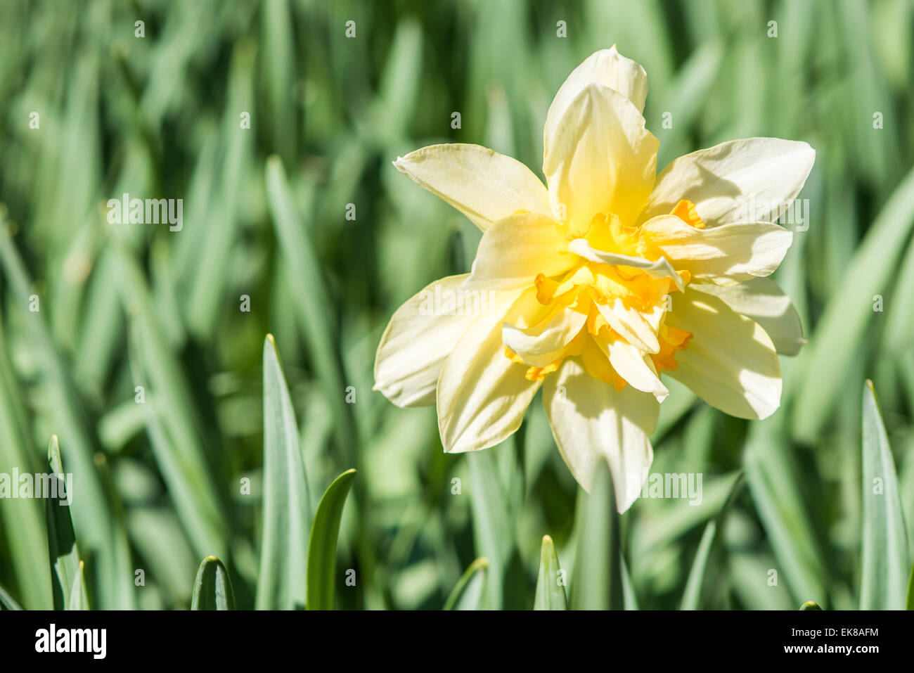 Narcissus Flower In Fresh Green Springtime Grass Stock Photo - Alamy