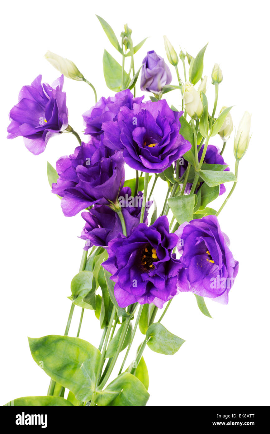 Advantage purple flower eustoma (lisianthus), Gentianaceae, isolated on ...