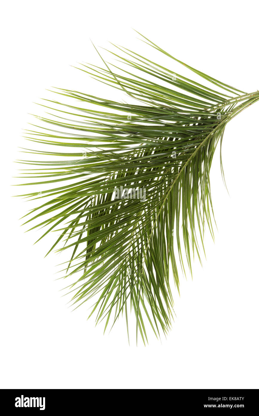 Leaves of palm tree Stock Photo - Alamy