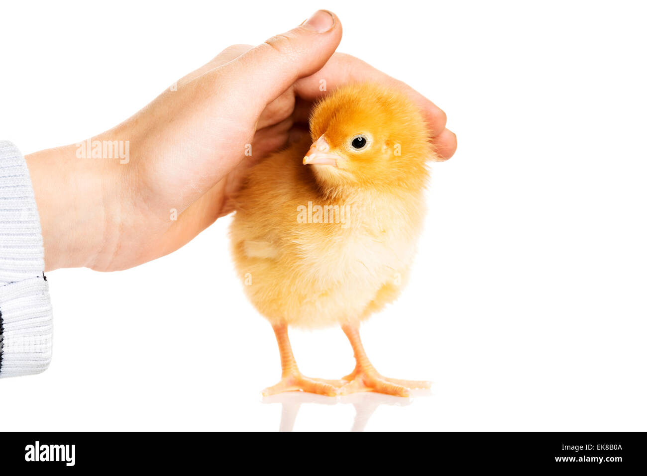 Kid pet little chicken Stock Photo - Alamy