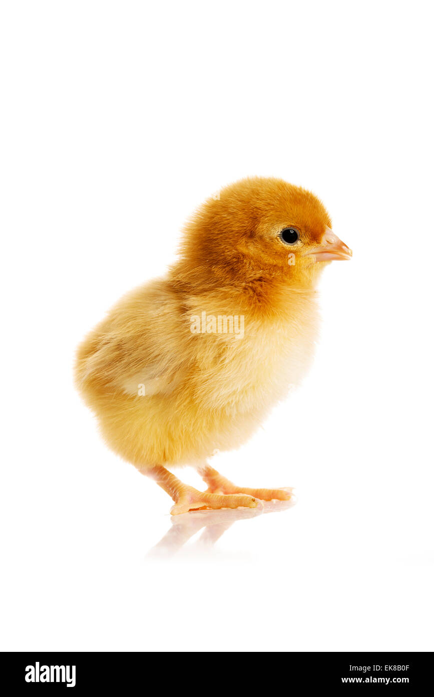 Little chicken closeup Cut Out Stock Images & Pictures - Alamy