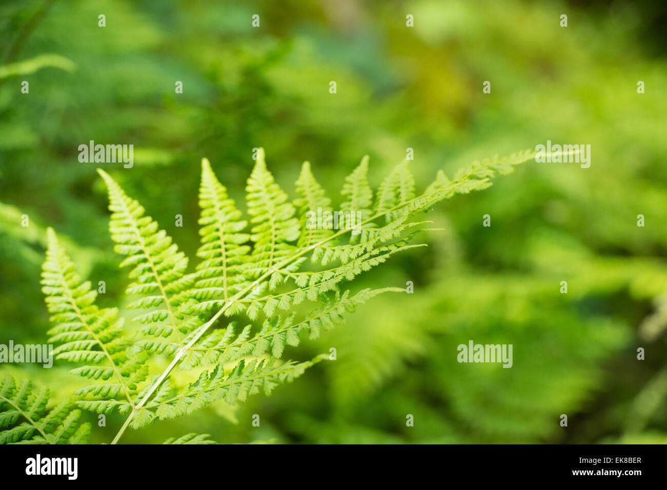 Detail Fern leaf in nature Stock Photo - Alamy