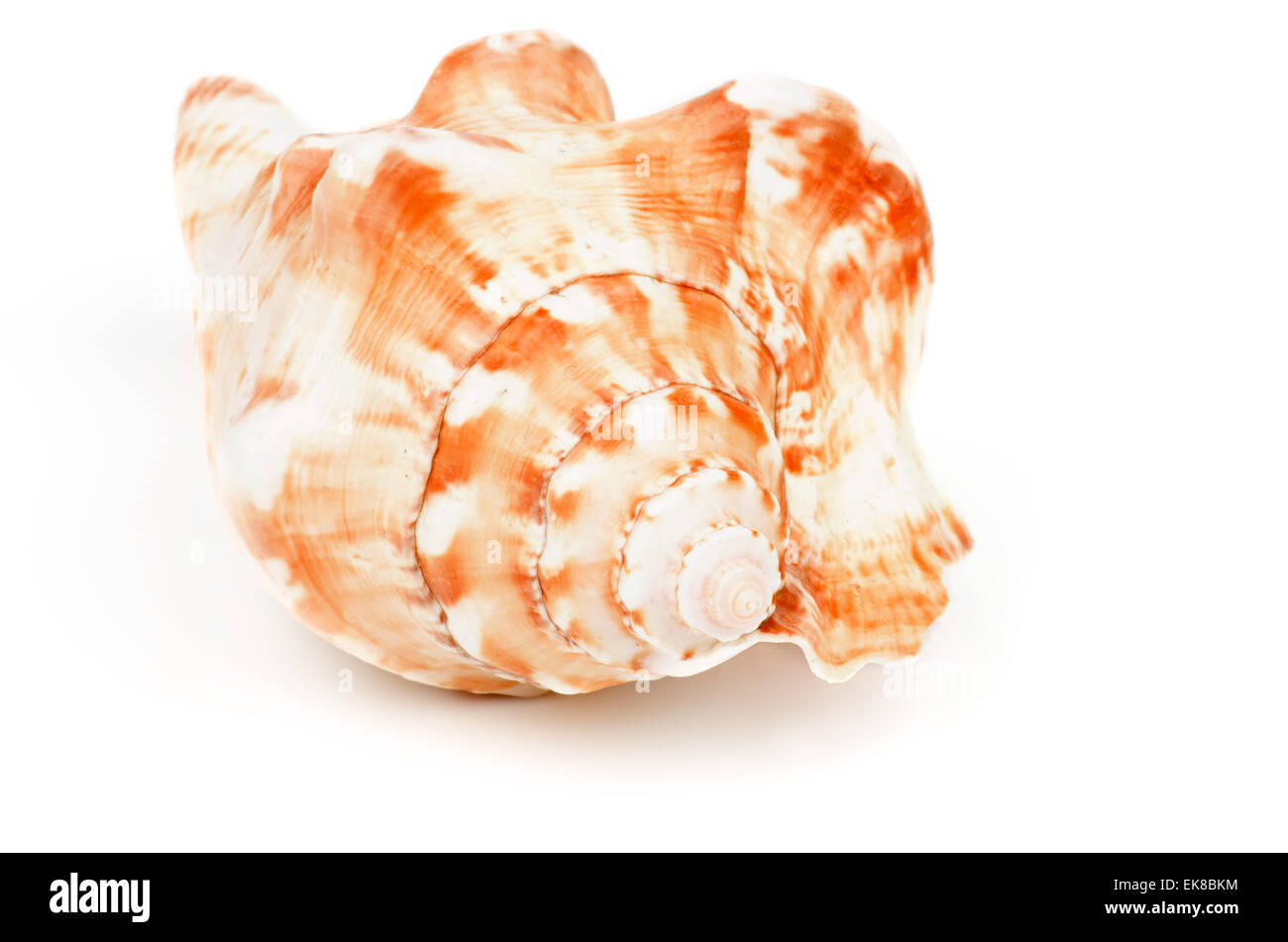 Conch shell white background Cut Out Stock Images & Pictures - Alamy