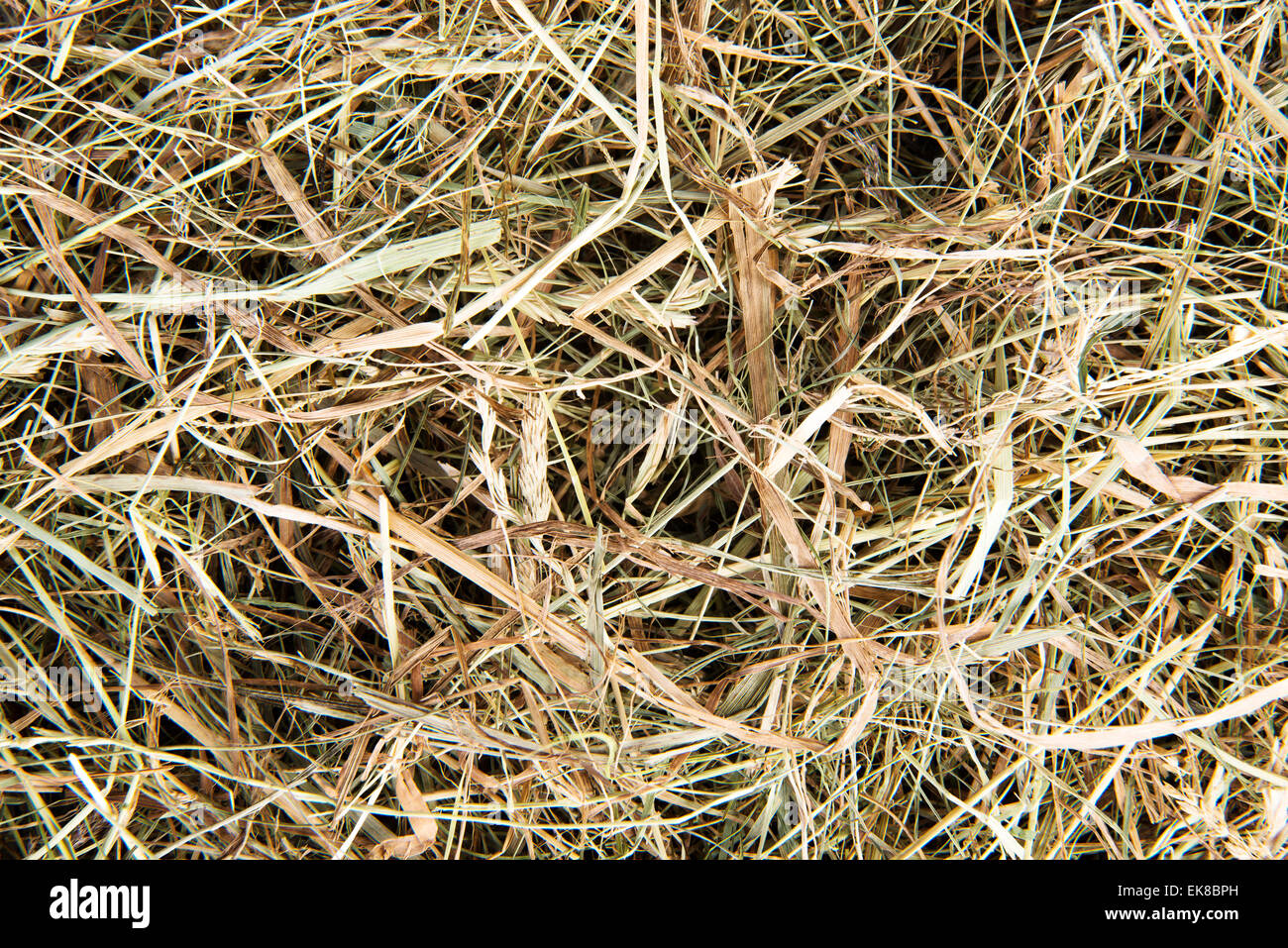 Closeup golden hay hi-res stock photography and images - Alamy