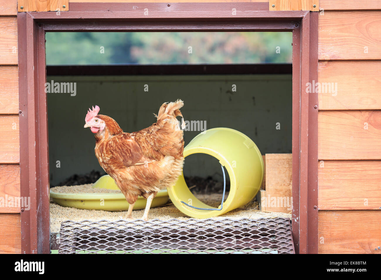 Hen lays egg hi-res stock photography and images - Alamy