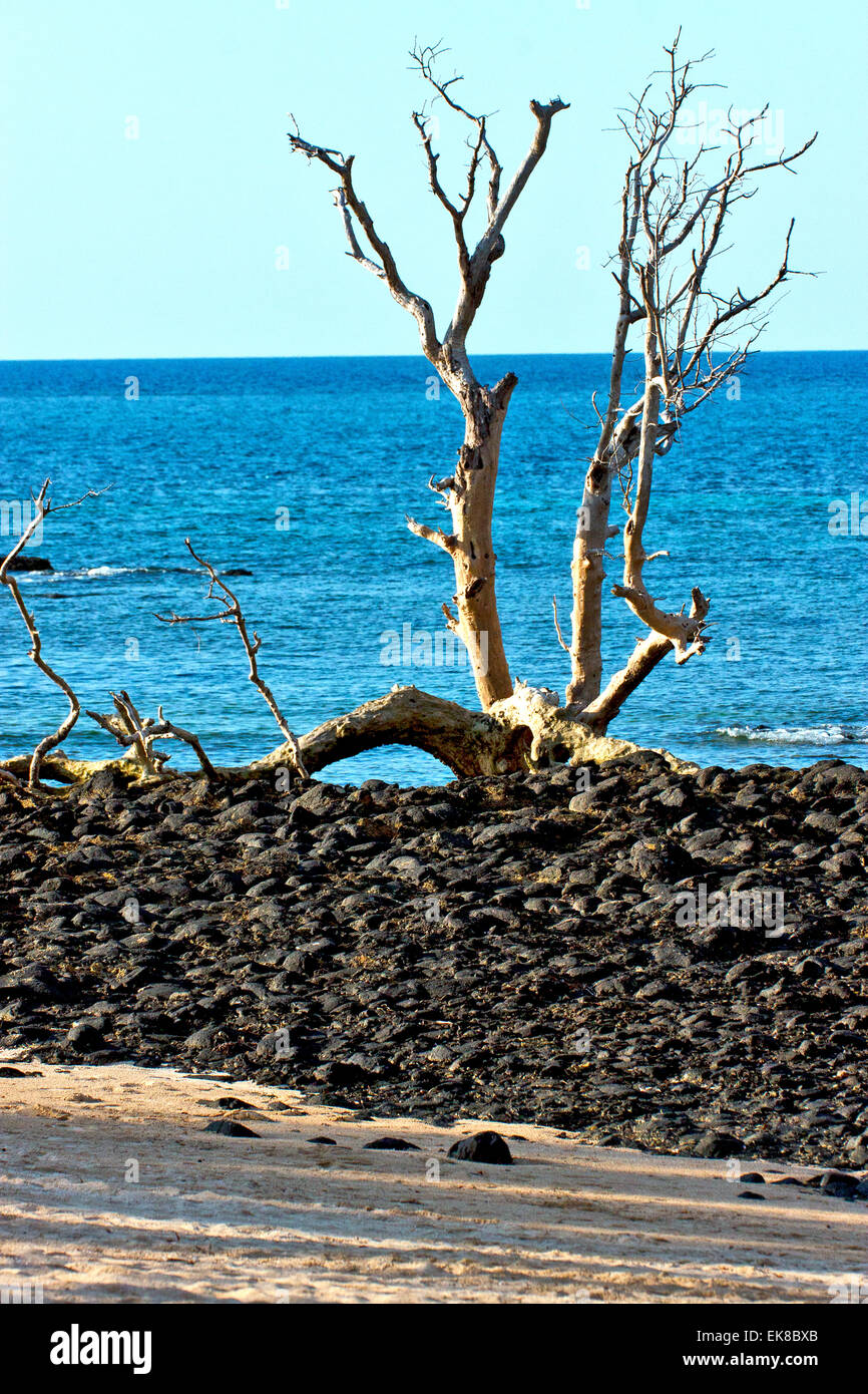 dead tree andilana beach seaweed in indian ocean madagascar sand isle ...