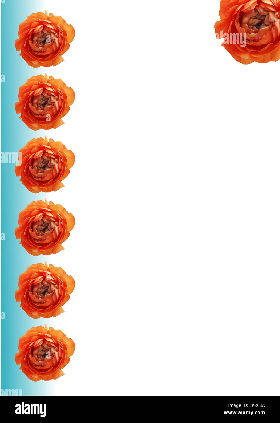 Vertical red flower banner isolated on white background Stock Photo - Alamy