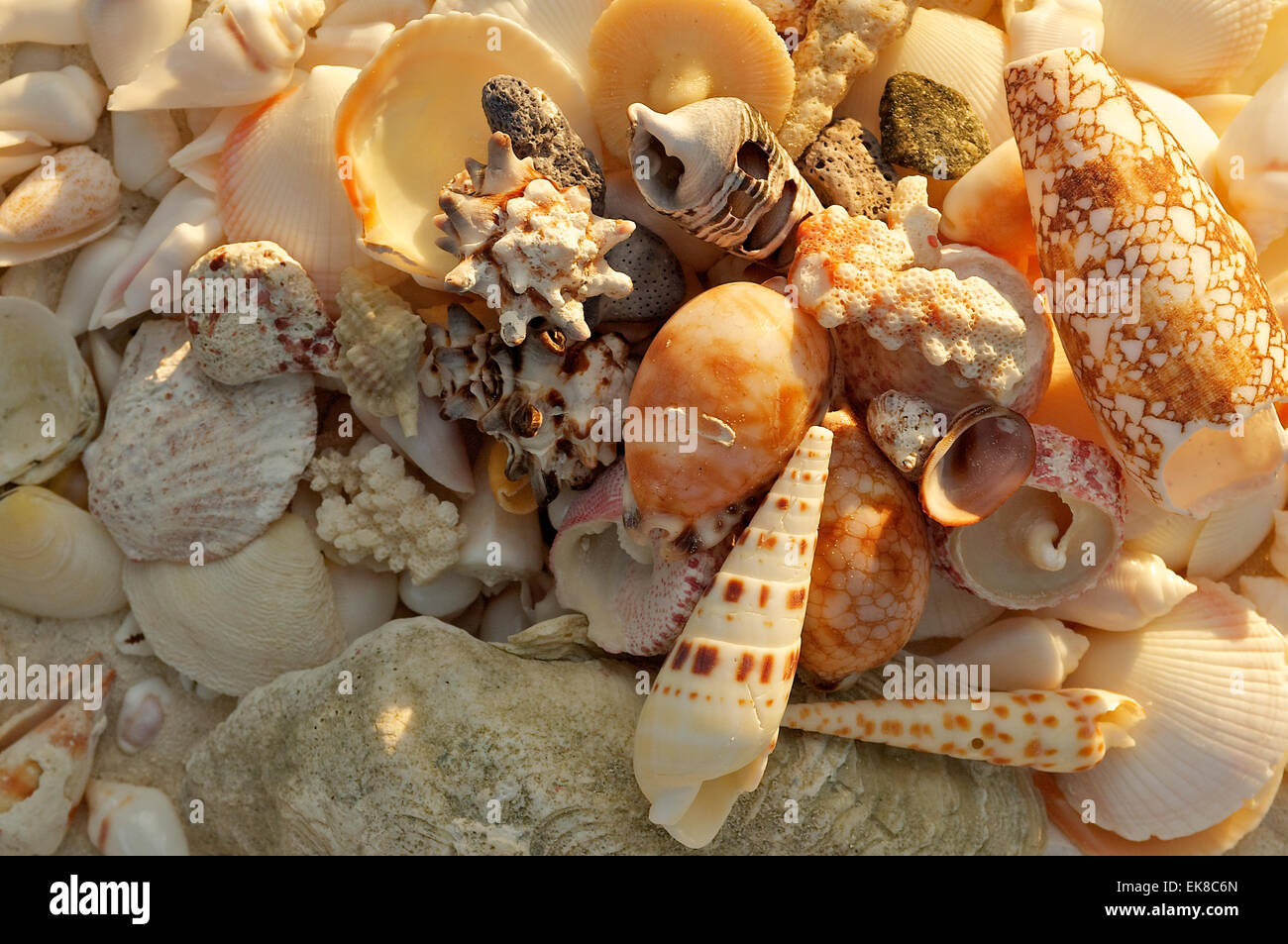Ocean Shells Background Stock Photo - Alamy