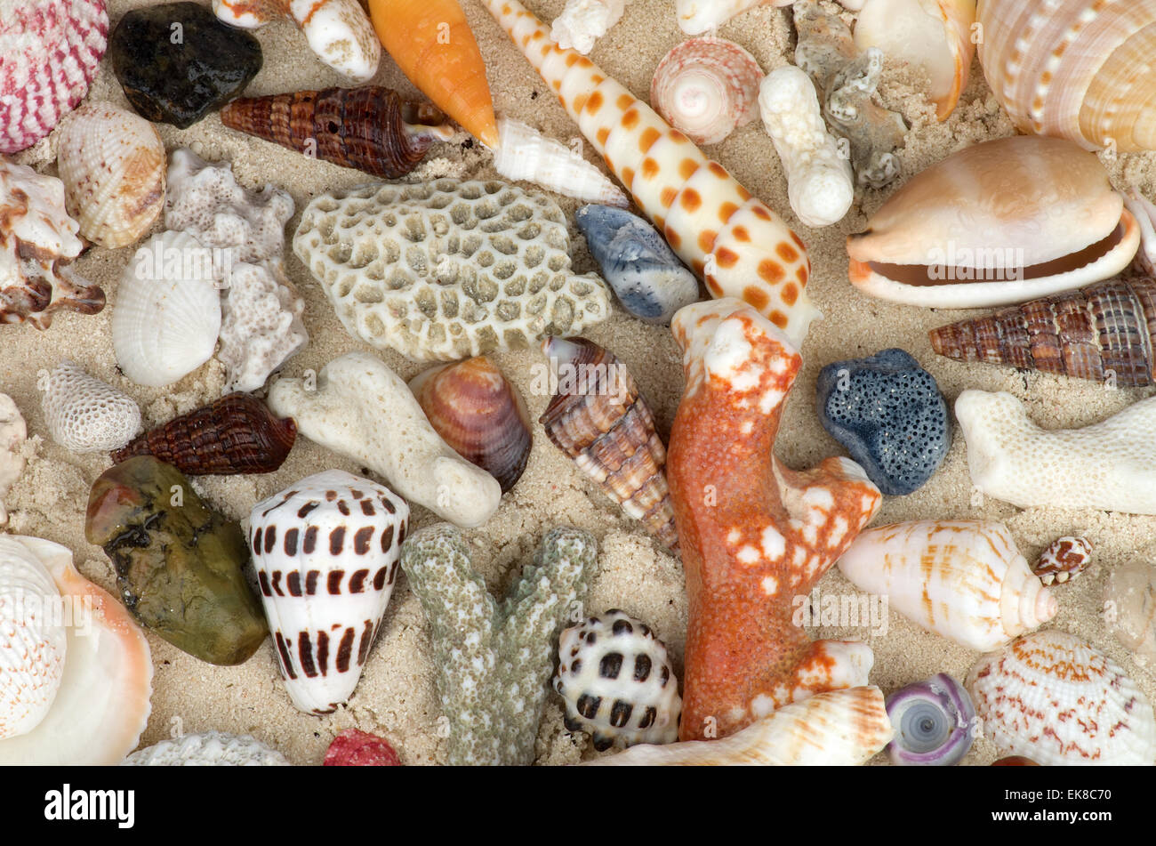 Ocean Shell Background Stock Photo - Alamy