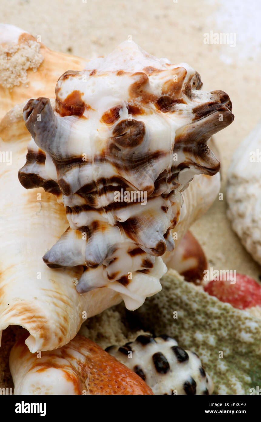 Conch shells hi-res stock photography and images - Alamy