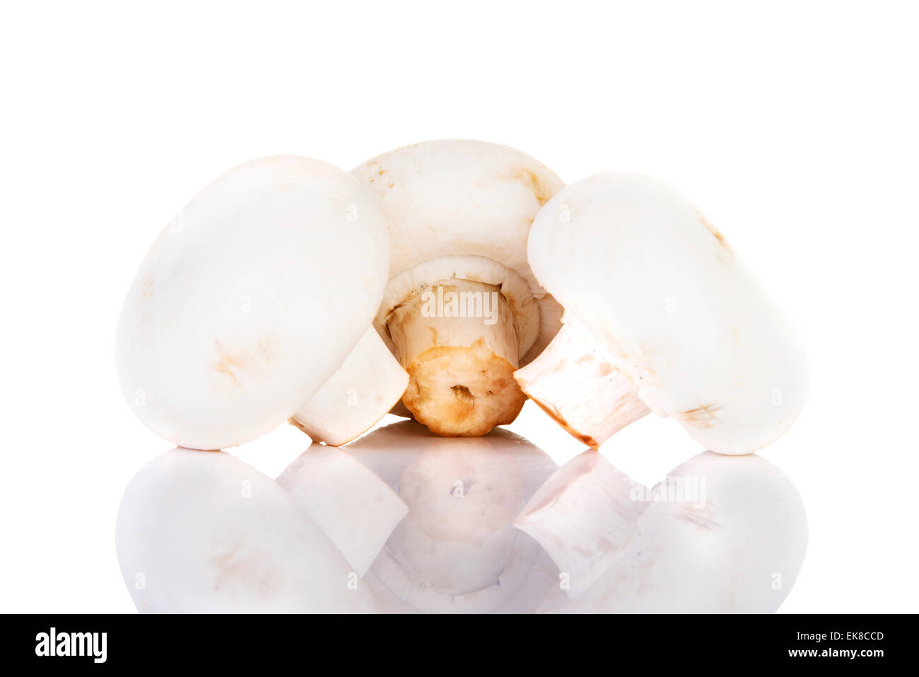 Edible button mushroom, champignon Stock Photo - Alamy
