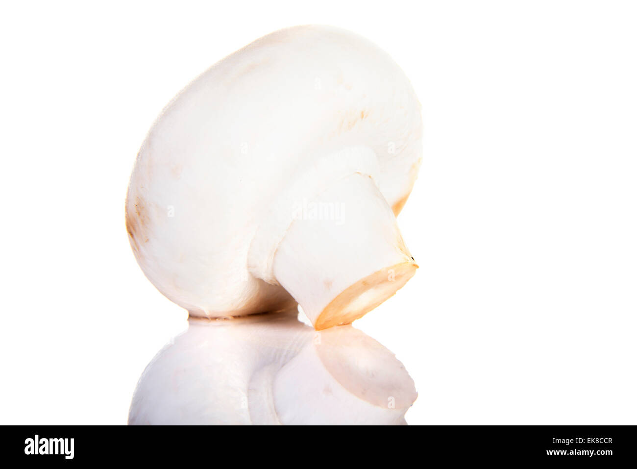 Edible button mushroom, champignon Stock Photo - Alamy